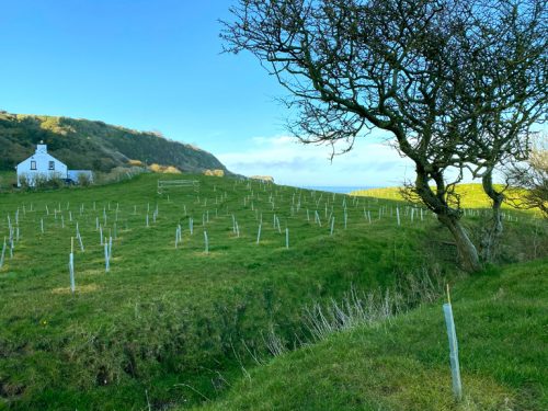 Northern Ireland Tree Supply For The 2021/22 Planting Season